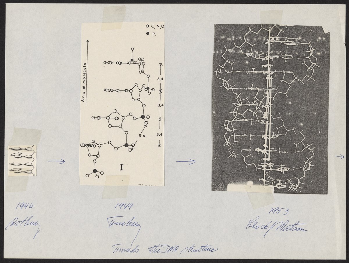 Towards DNA structure - Science History Institute Digital Collections