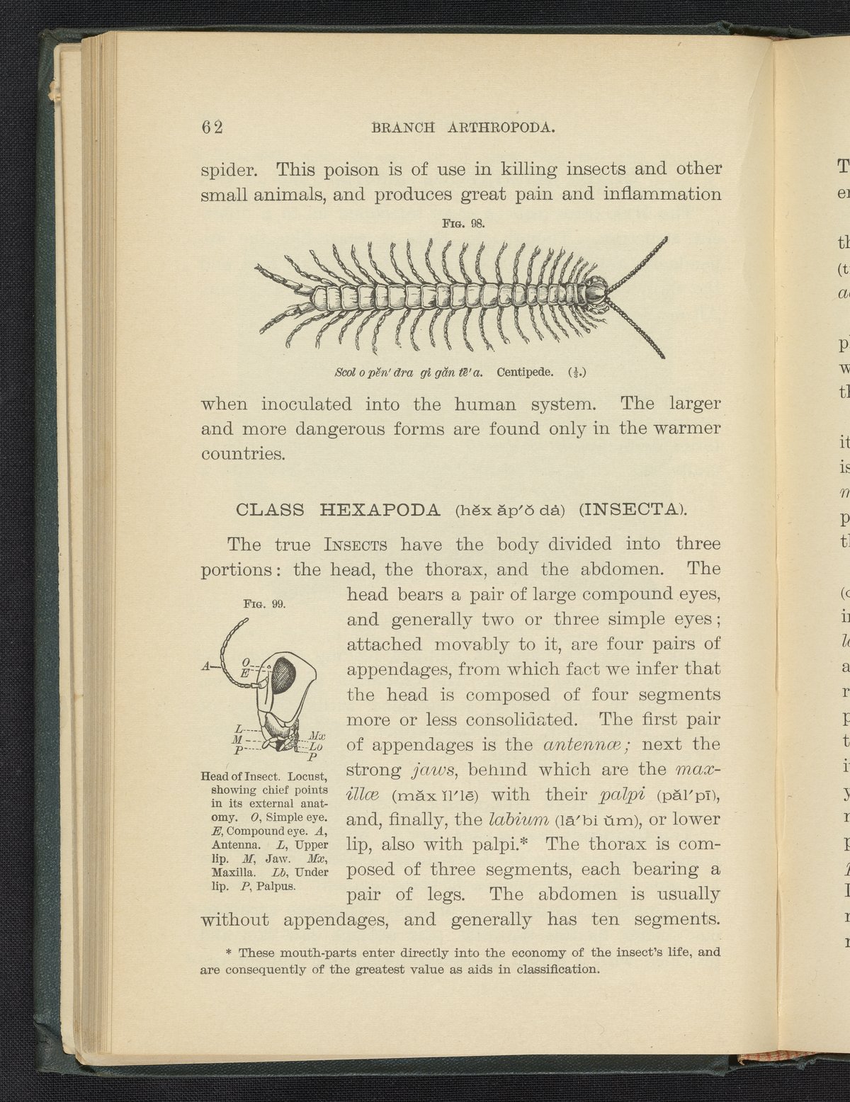 Figure 98. Centipede. Figure 99. Head of Insect - Science History ...