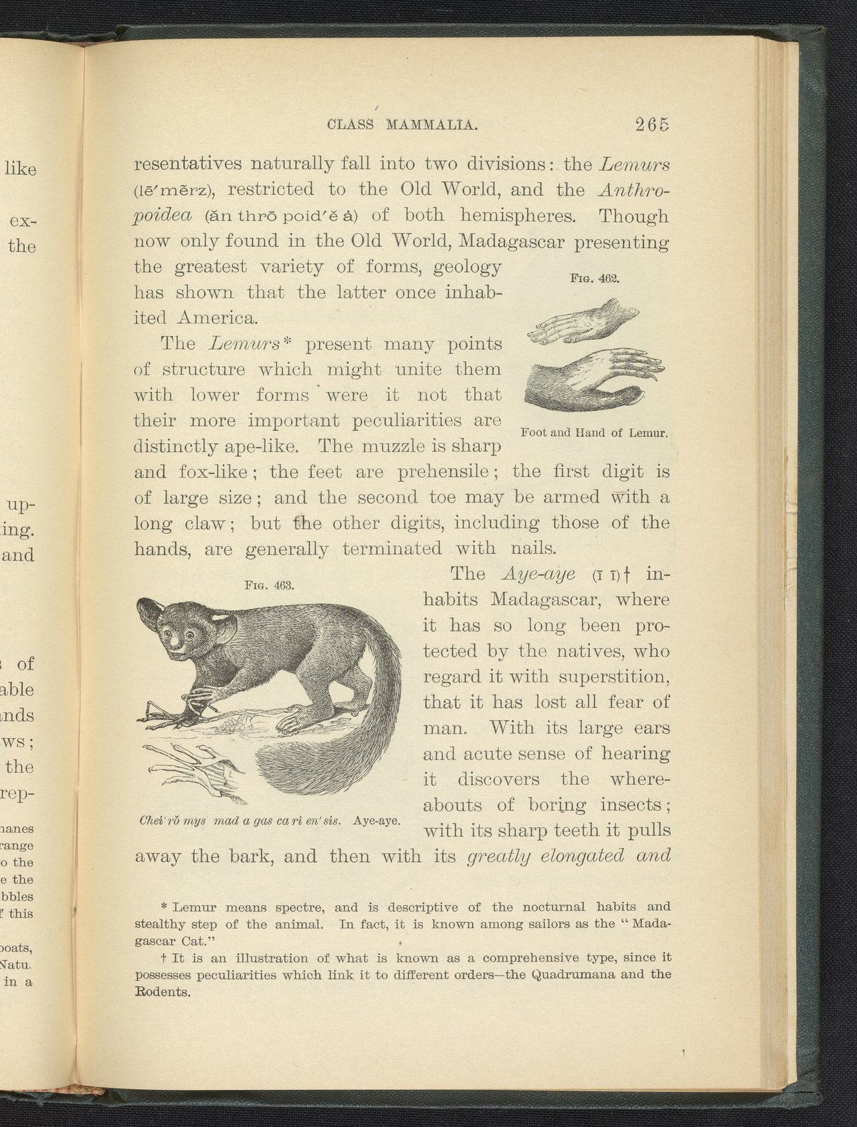 Figure 462. Foot and Hand of Lemur. Figure 463. Aye-aye - Science ...