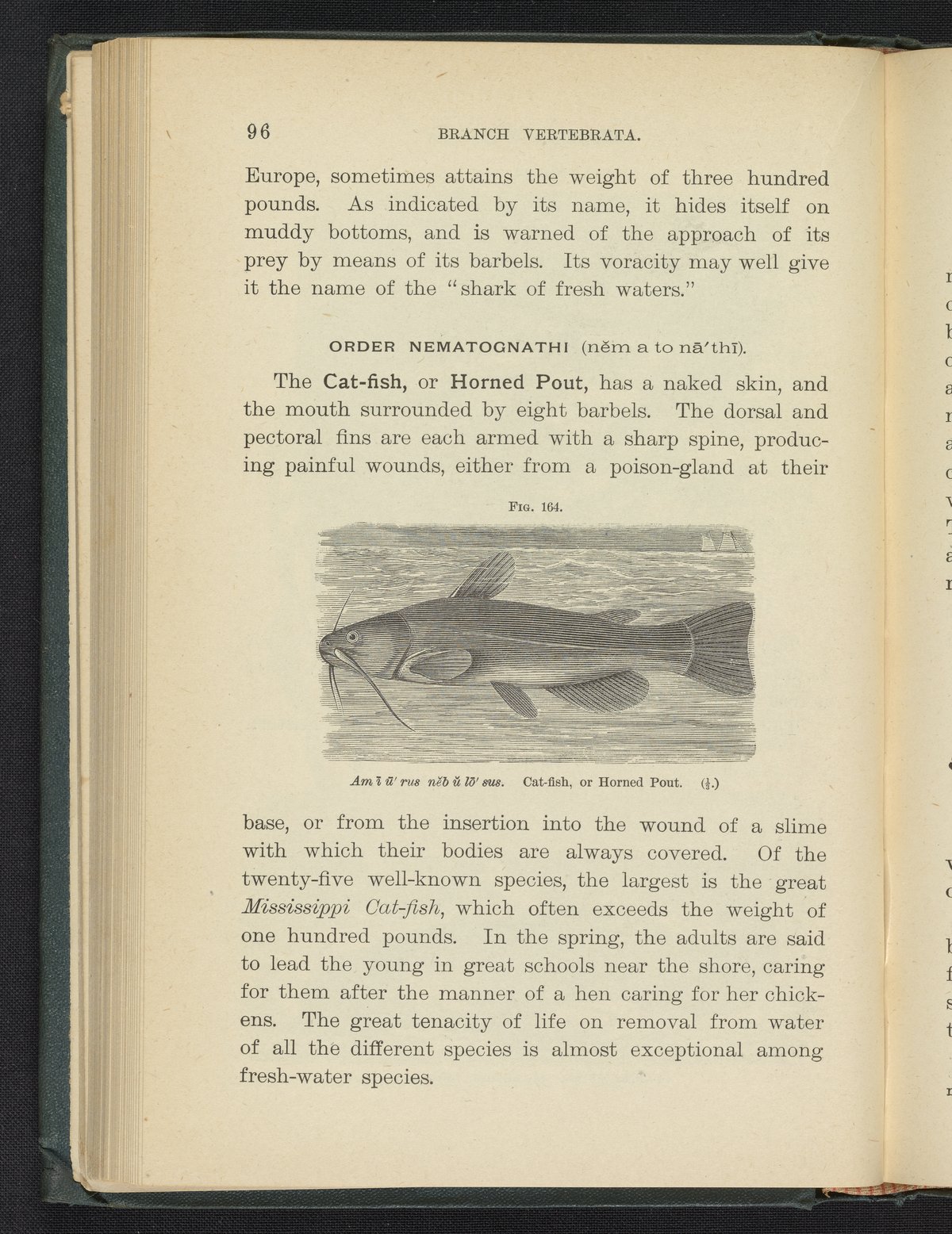 Figure 164. Cat-fish, or Horned Pout - Science History Institute ...