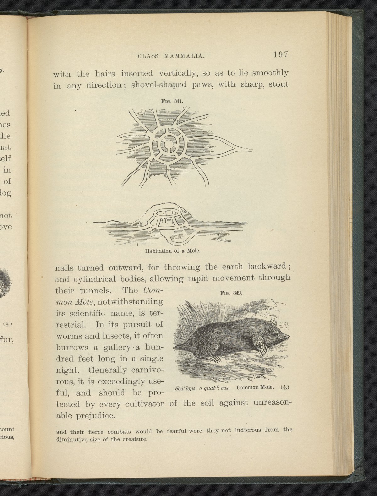 Figure 341. Habitation of a Mole. Figure 342. Common Mole - Science ...