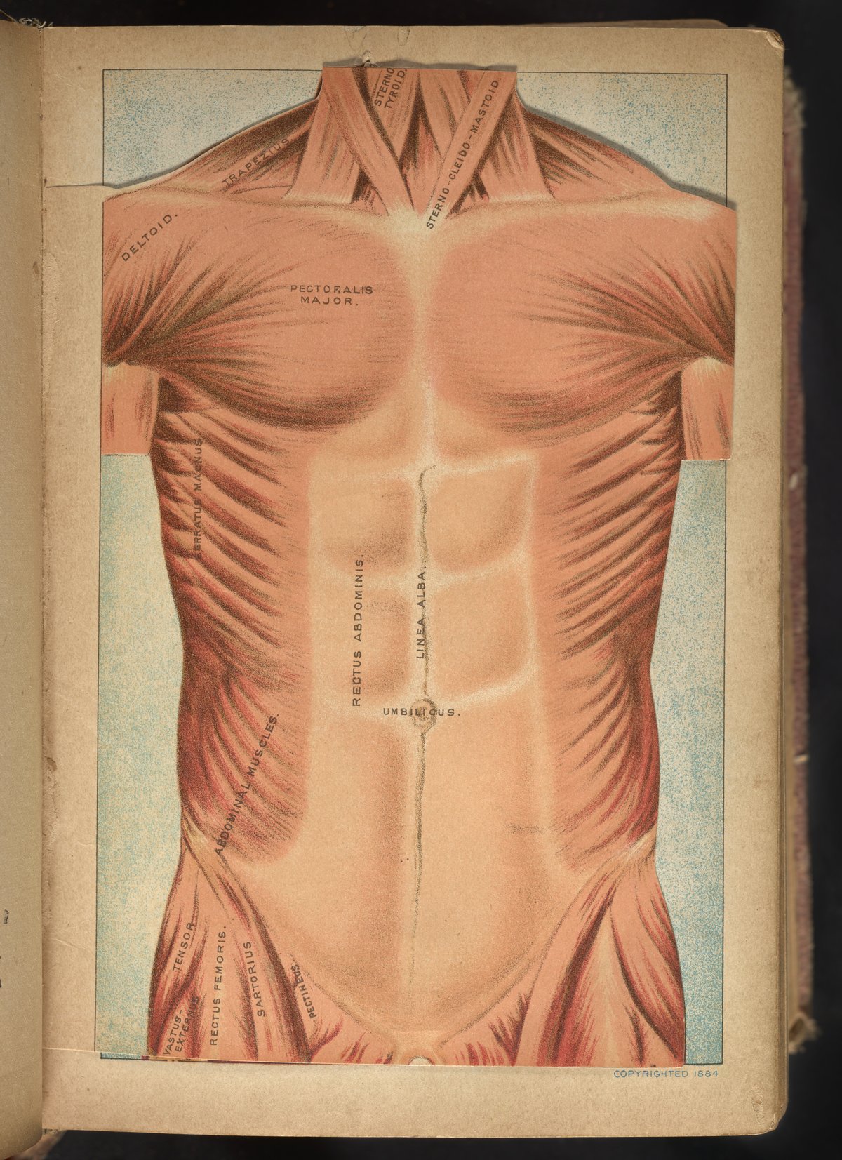 Three-dimensional anatomical diagram of chest and abdomen - Science ...