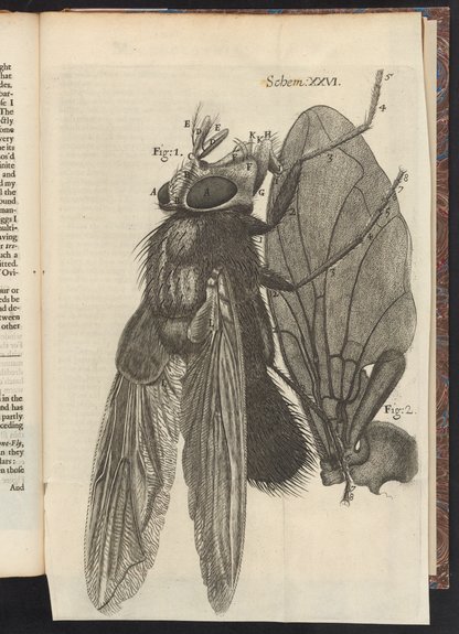 Micrographia : or, Some physiological descriptions of minute bodies ...