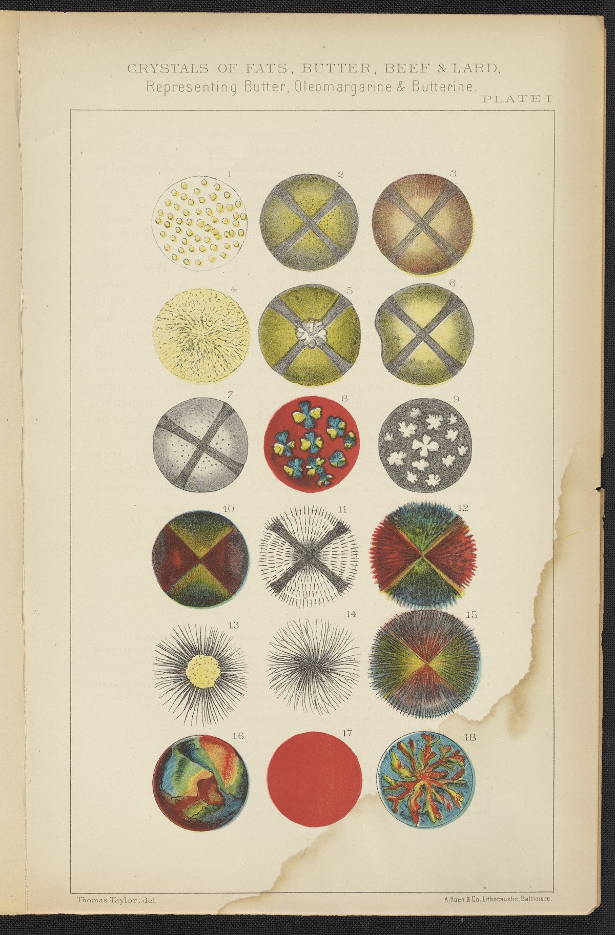 Crystals of Fats, Butter, Beef & Lard, Representing Butter ...