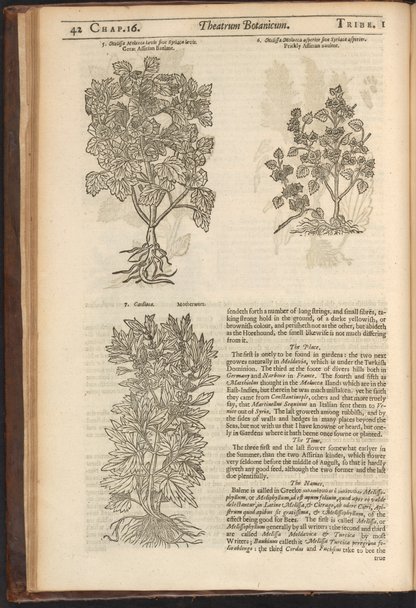Theatrum Botanicum - Science History Institute Digital Collections