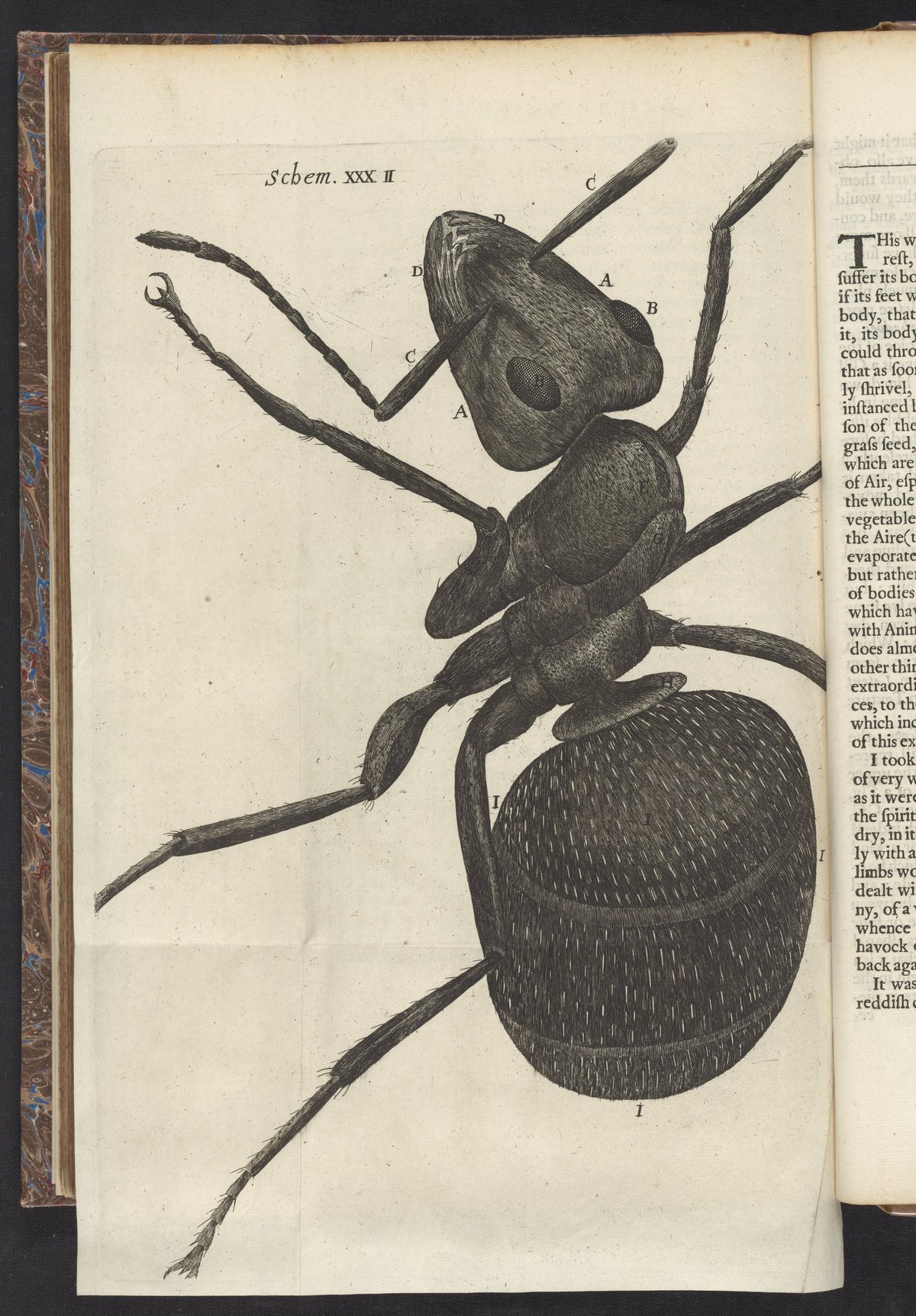 Microscopic view of an ant or pismire - Science History Institute ...