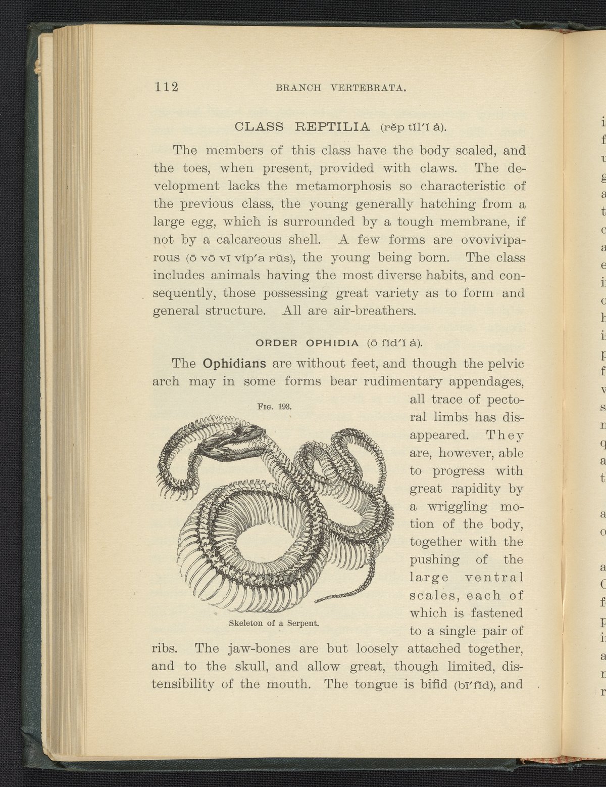 Figure 193. Skeleton of a Serpent - Science History Institute Digital ...