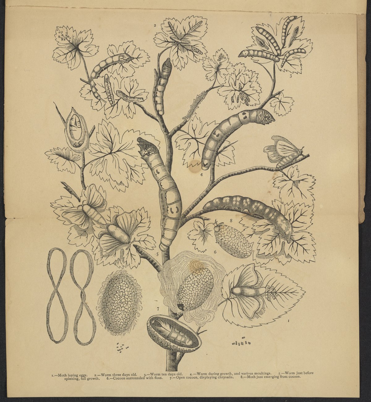 Life cycle of a silkworm from egg to moth - Science History Institute ...