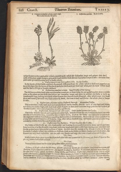 Theatrum Botanicum - Science History Institute Digital Collections