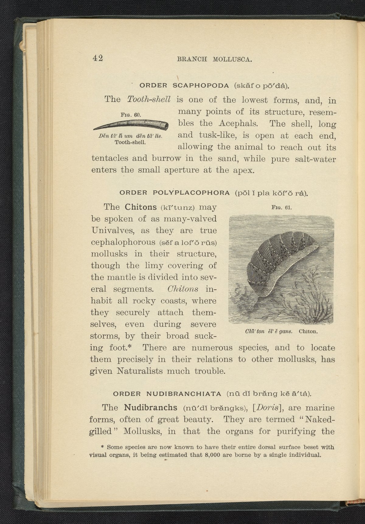 Figure 60. Tooth-shell. Figure 61. Chiton - Science History Institute ...