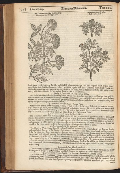 Theatrum Botanicum - Science History Institute Digital Collections