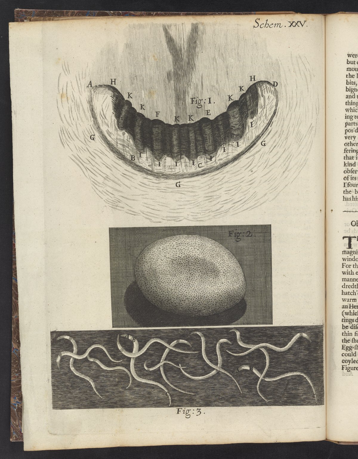 Microscopic view of snail teeth and silkworm egg - Science History ...