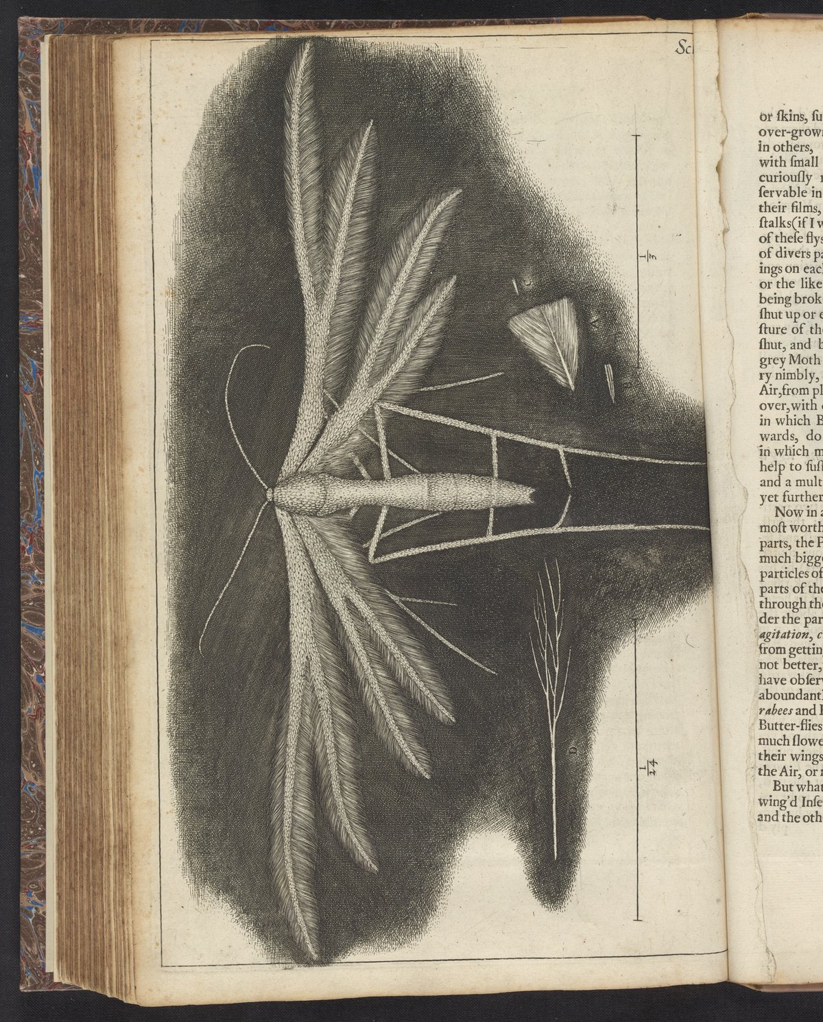 Microscopic view of a white featherwing'd [feather-winged] moth ...