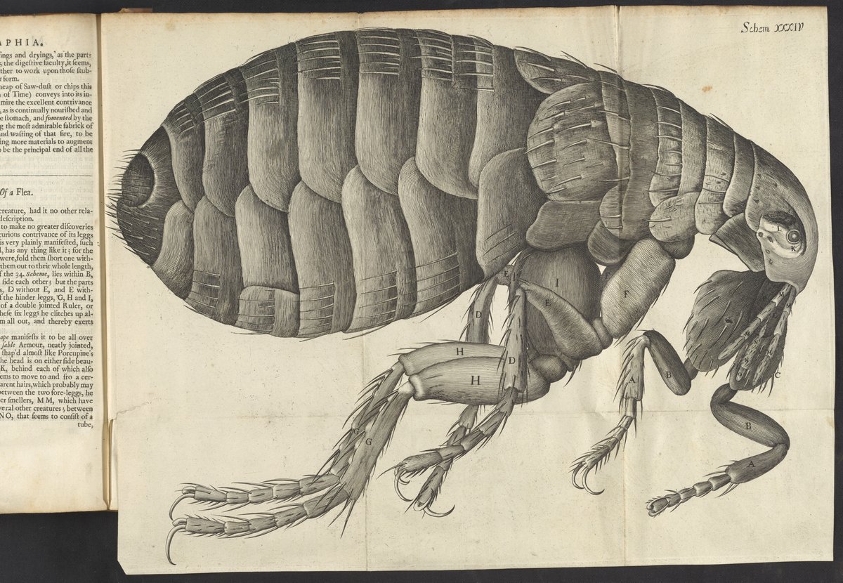 Microscopic view of a flea - Science History Institute Digital Collections