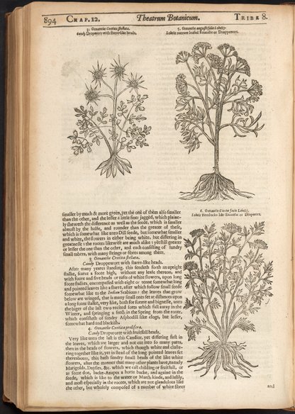 Theatrum Botanicum - Science History Institute Digital Collections