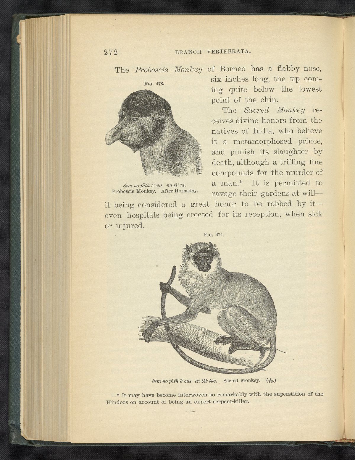Figure 473. Proboscis Monkey. Figure 474. Sacred Monkey - Science ...