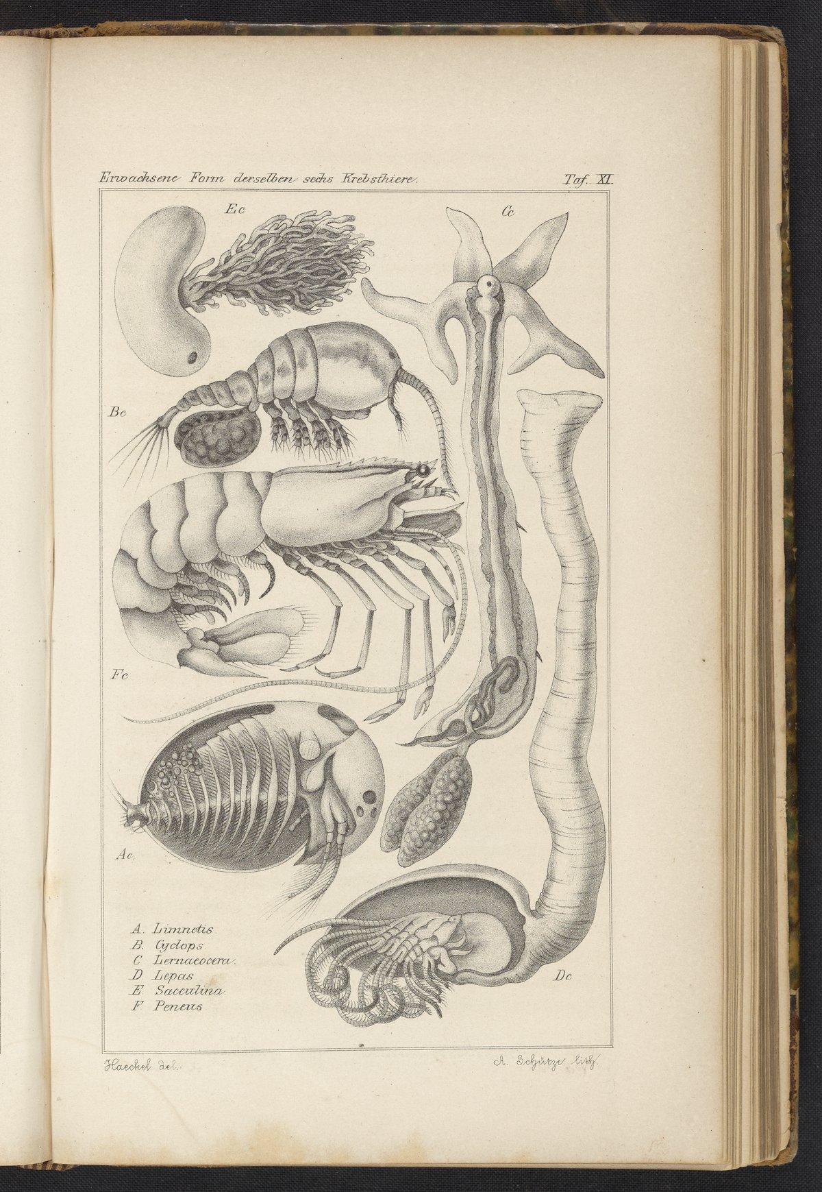 Plate XI: Adult development of crustaceans including barnacles and ...