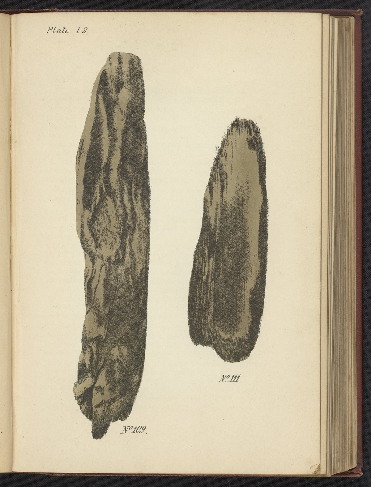 Plate 12: Cinchona bark - Science History Institute Digital Collections