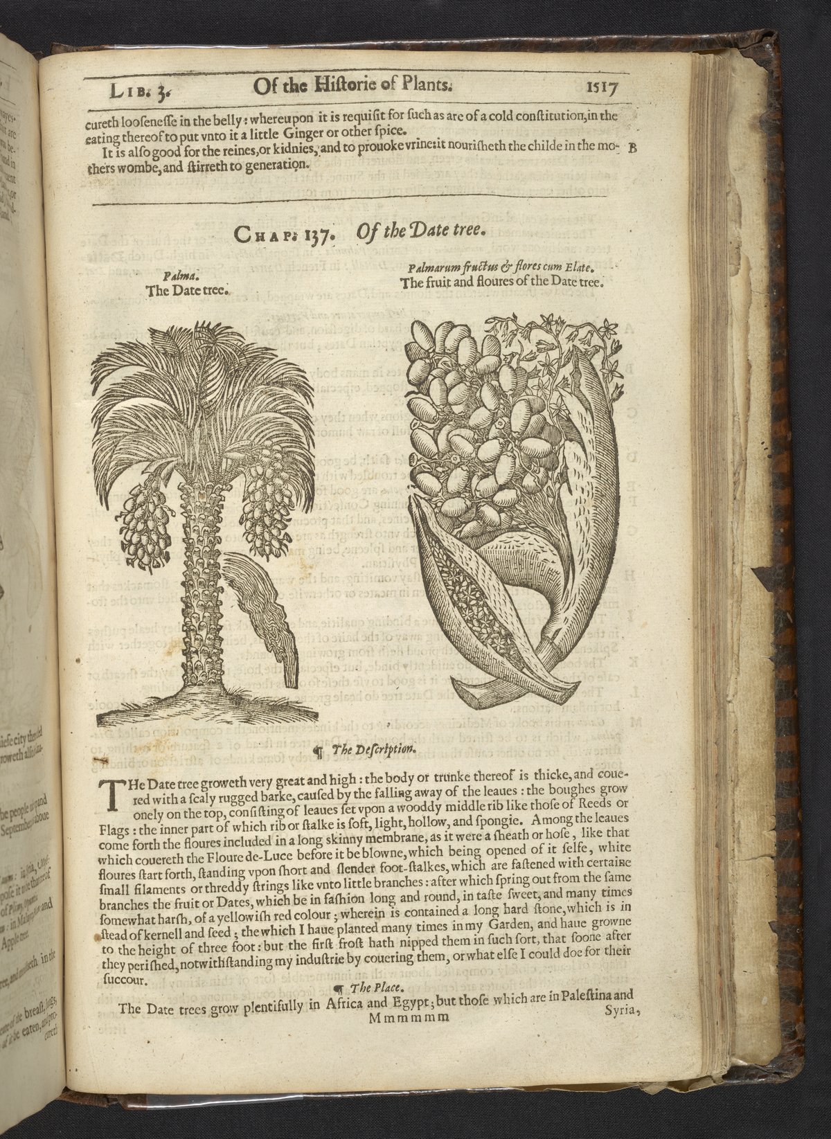 Of the Date Tree - Science History Institute Digital Collections