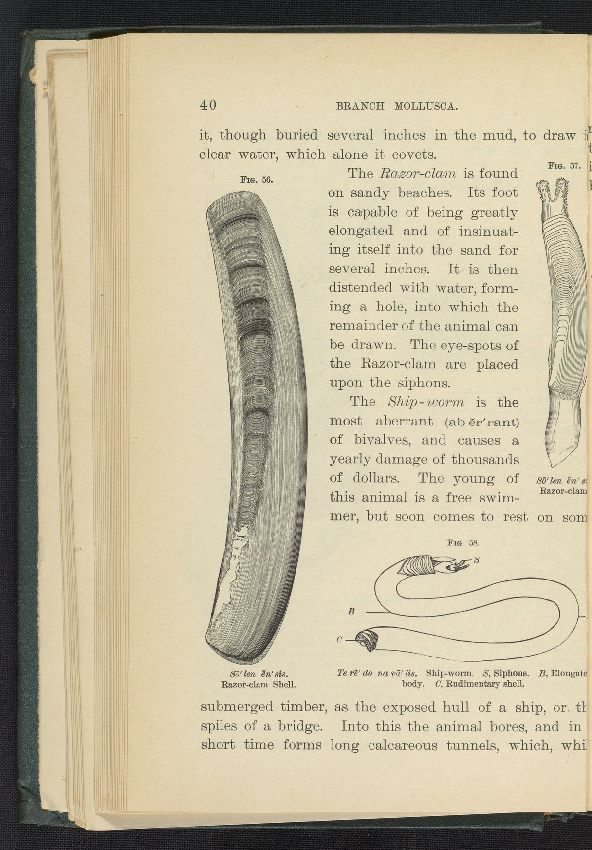 Figure 56. Razor-clam Shell. Figure 57. Razor-clam. Figure 58. Ship ...