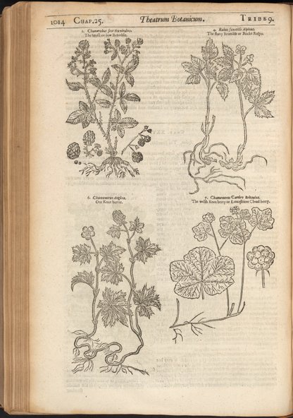 Theatrum Botanicum - Science History Institute Digital Collections