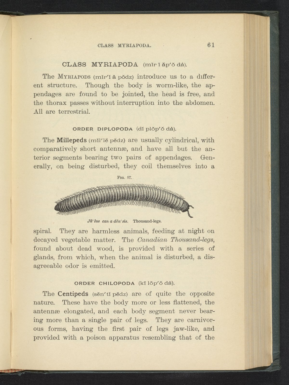 Figure 97. Thousand-legs - Science History Institute Digital Collections