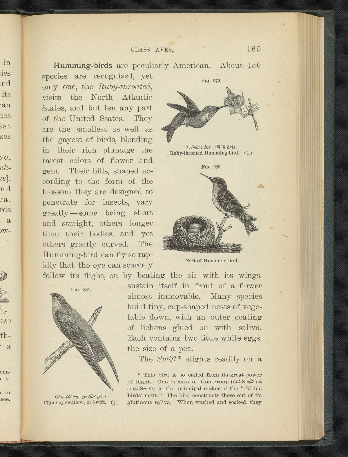 Figure 279. Ruby-throated Humming-bird. Figure 280. Nest of Humming ...