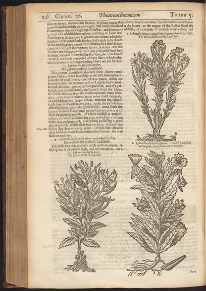 Theatrum Botanicum - Science History Institute Digital Collections