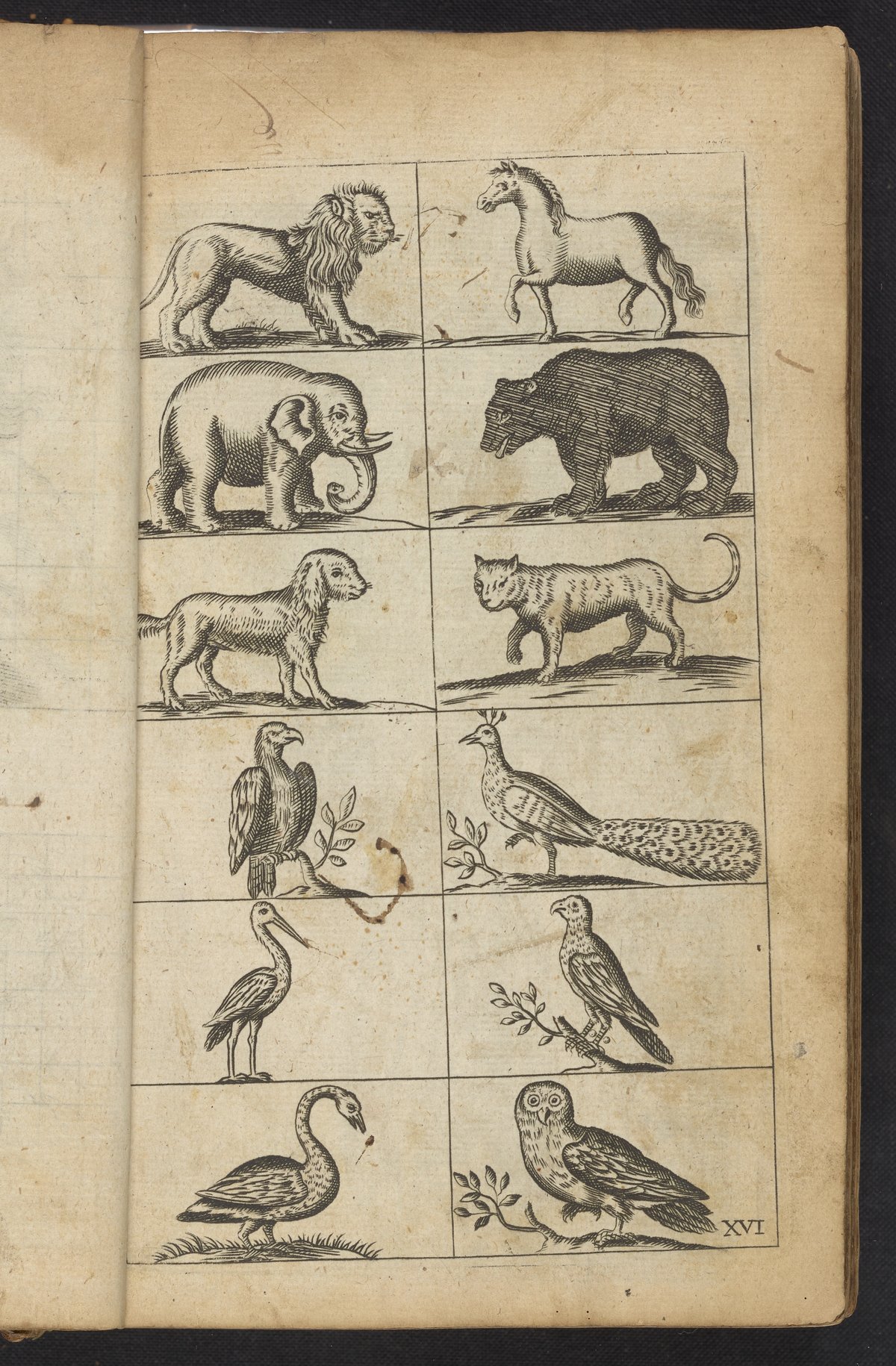 Plate XVI: Illustrations of various animals - Science History Institute ...