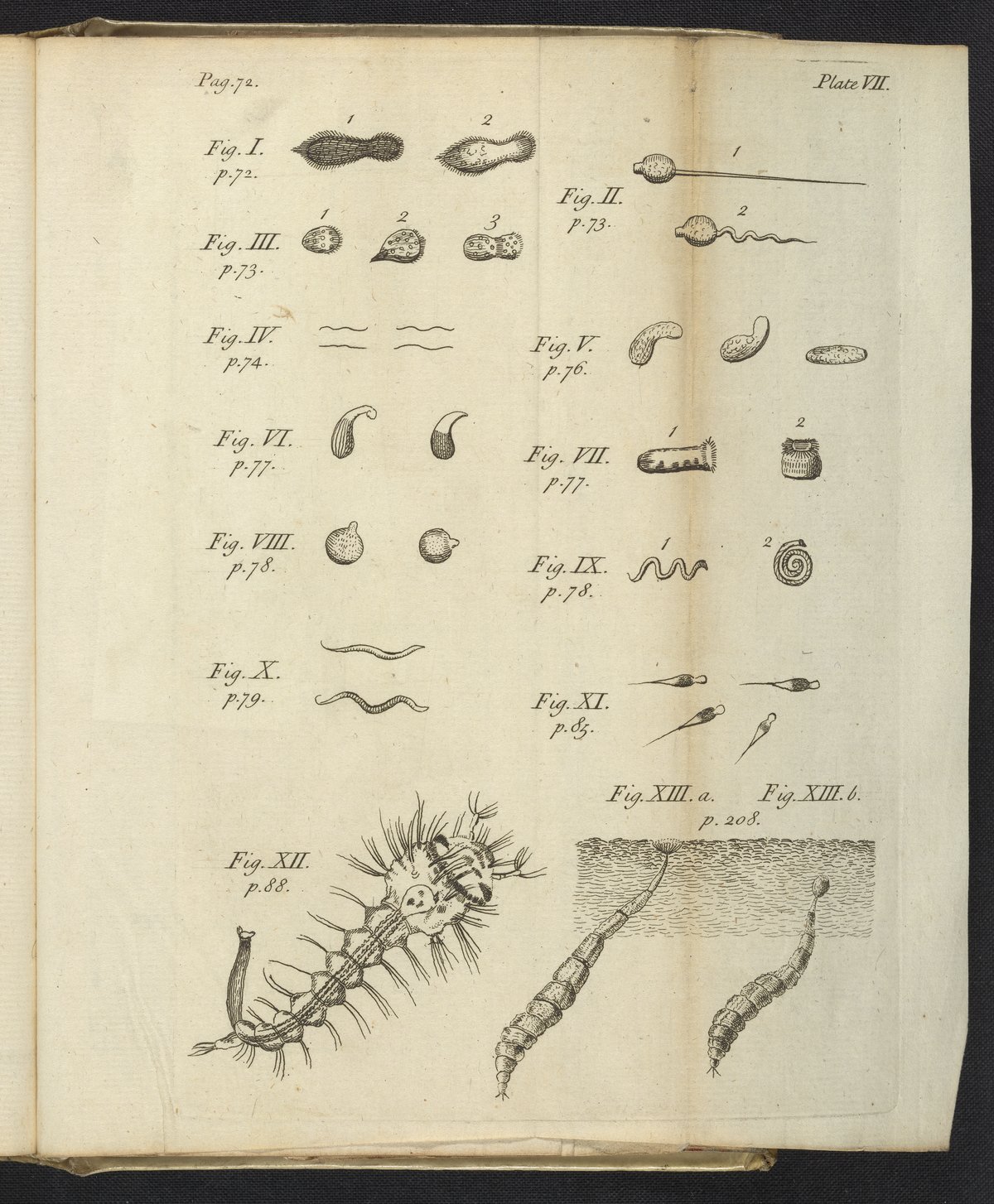 Plate VII: Animalcules under magnification - Science History Institute ...