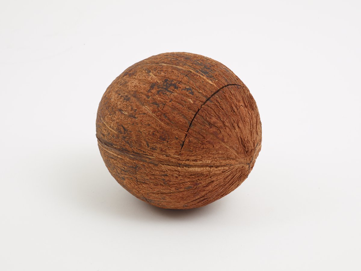 Paul Lauterbur's Coconut - Science History Institute Digital Collections