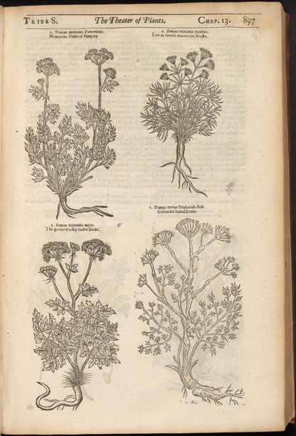 Theatrum Botanicum - Science History Institute Digital Collections