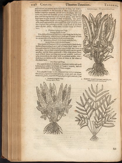 Theatrum Botanicum - Science History Institute Digital Collections